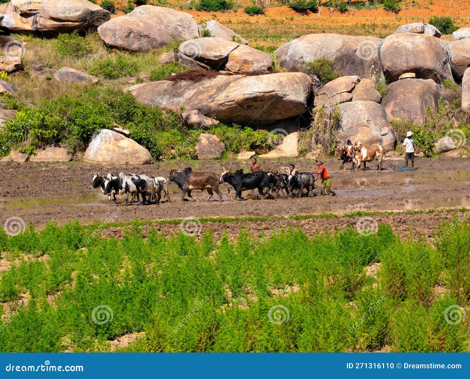 : Primitive Cultivation of Rice Fields, Using Zebu Cattle. November 25 ...