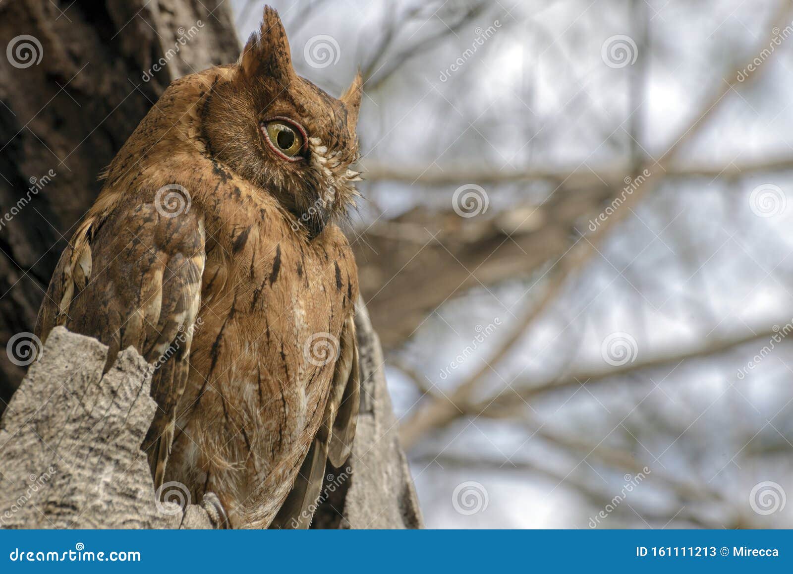 Madagascar: Otus Rutilus, Pemba Dwergooruil, Malgache Imagen de archivo ...