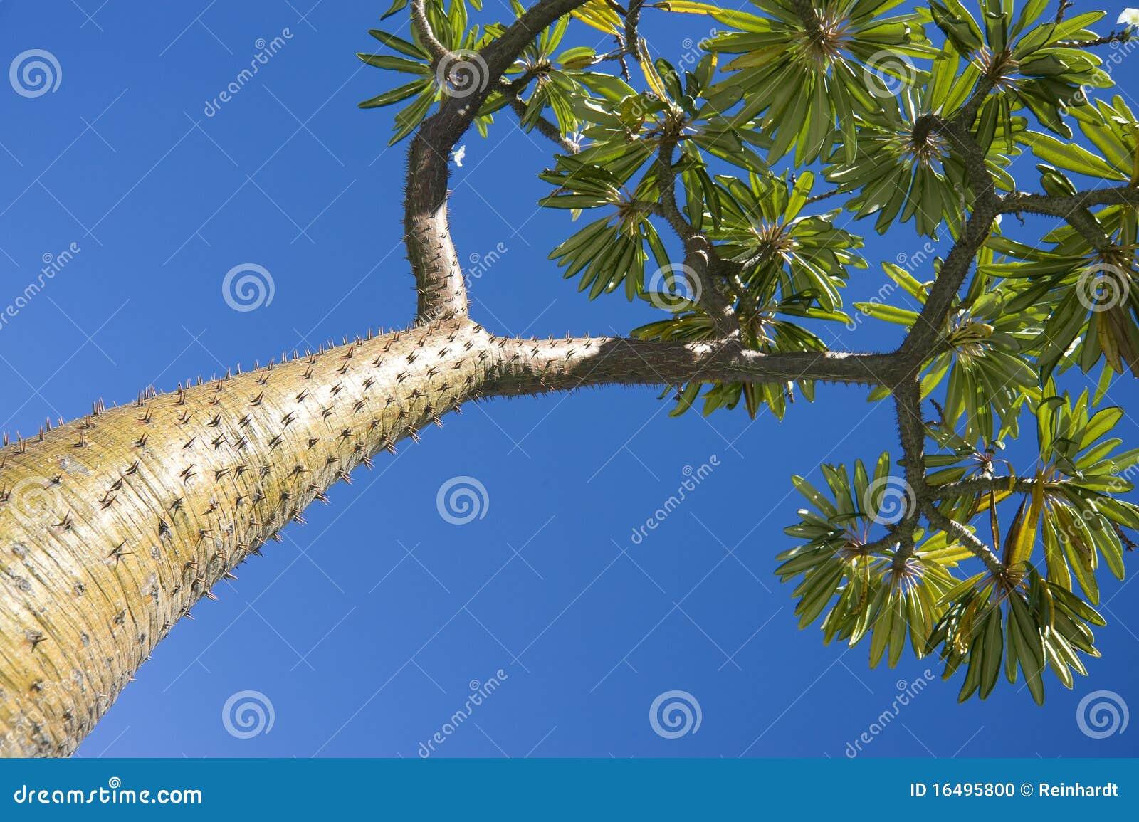 Madagascar palm tree stock photo. Image of branches, cactus - 16495800