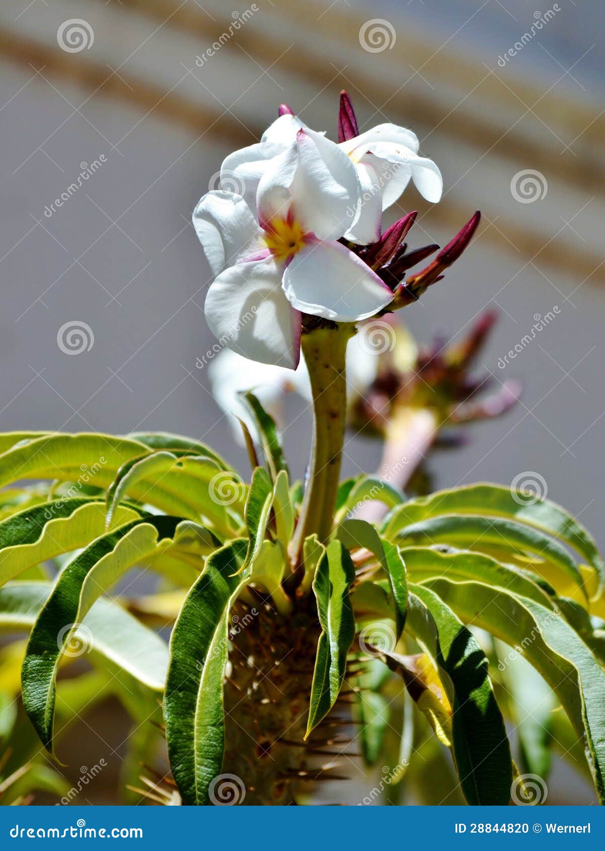 Madagascar Palm Tree Flower Stock Photo - Image of decorative ... Madagascar Palm Tree Flower Stock Photo - Image of decorative ...