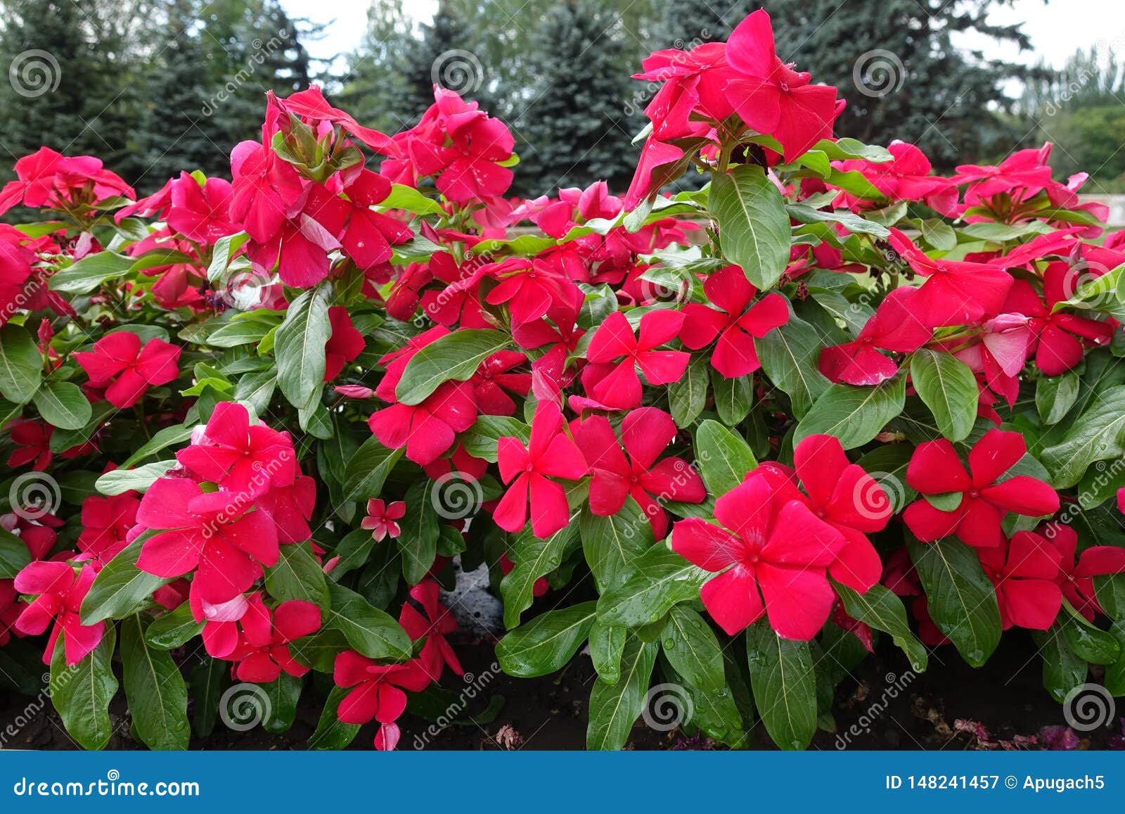 Madagascar Periwinkle with Red Flowers Stock Image - Image of park ...