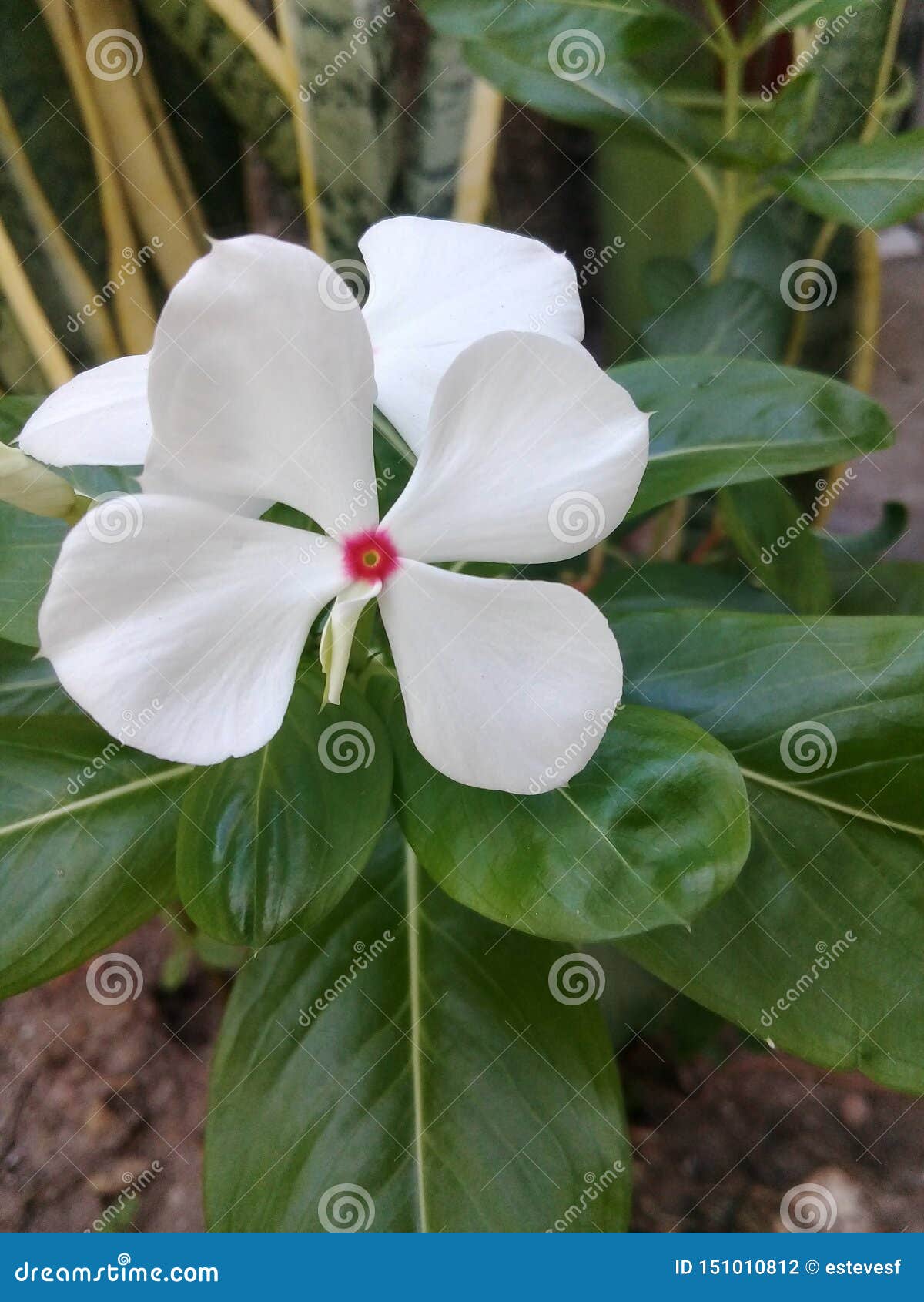 Madagascar Periwinkle, Rose Periwinkle, or Rosy Periwinkle Stock Photo ...