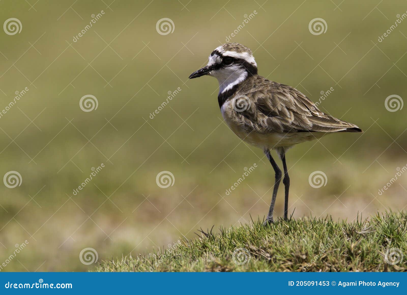 Madagascar Plover stock image. Image of endemic, zeldzaam - 205091453