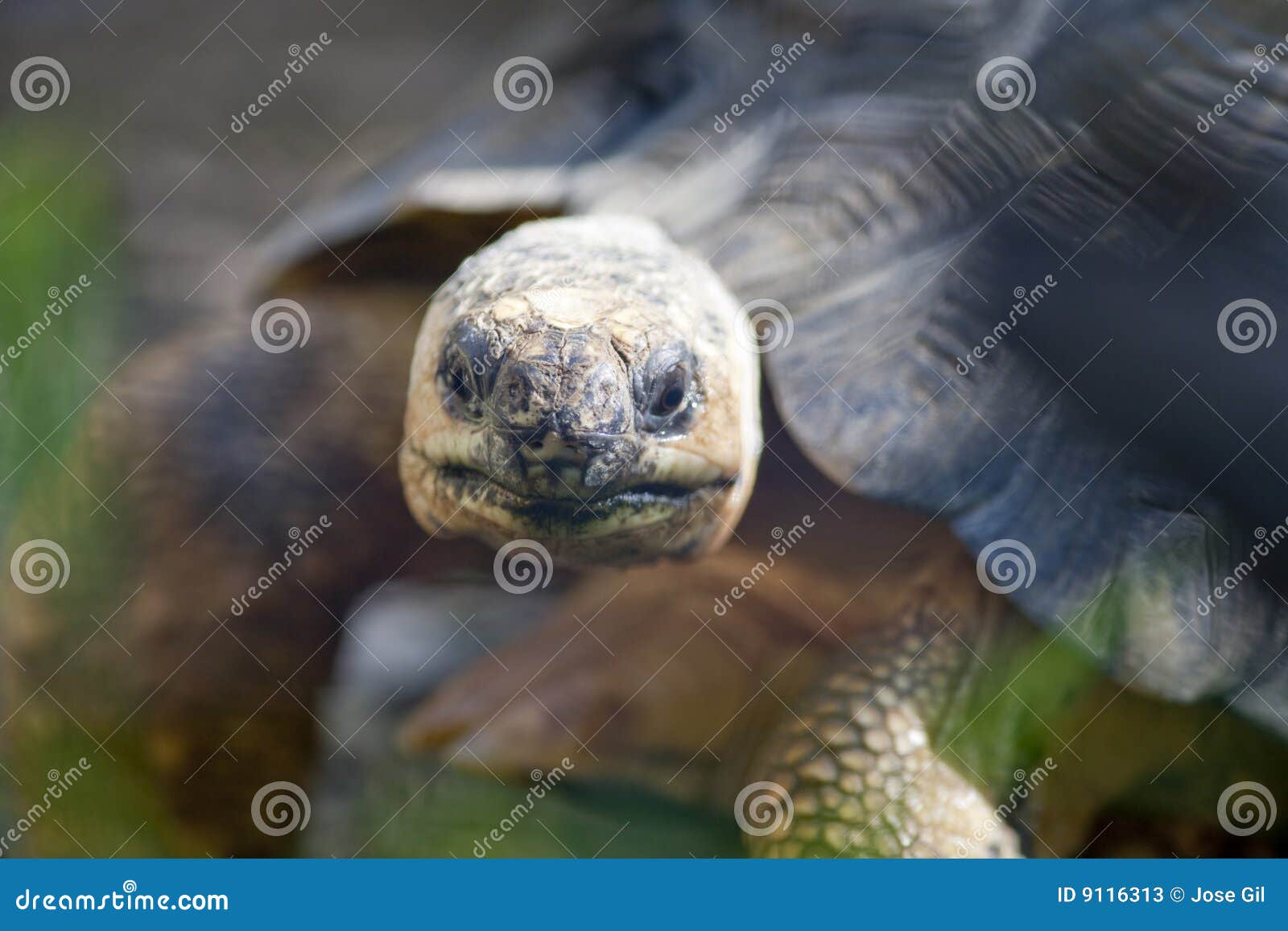 Madagascar Radiated Tortoise Head Stock Image - Image of life, turtle ...