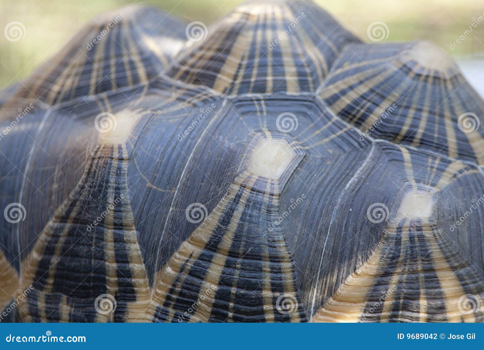 Madagascar Radiated Tortoise Shell Stock Photo - Image of tortoise ...