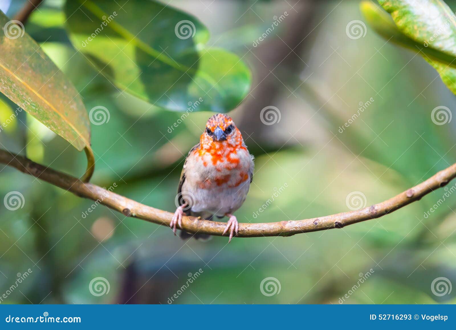 Madagascar Red Fody stock image. Image of fauna, indian - 52716293