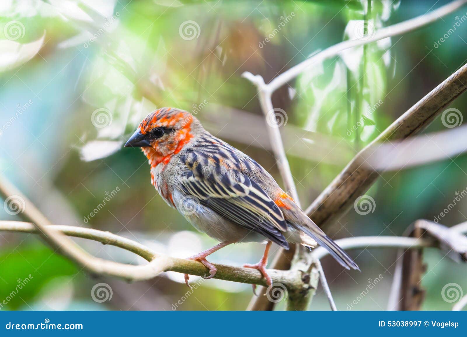 Madagascar Red Fody stock image. Image of life, alert - 53038997
