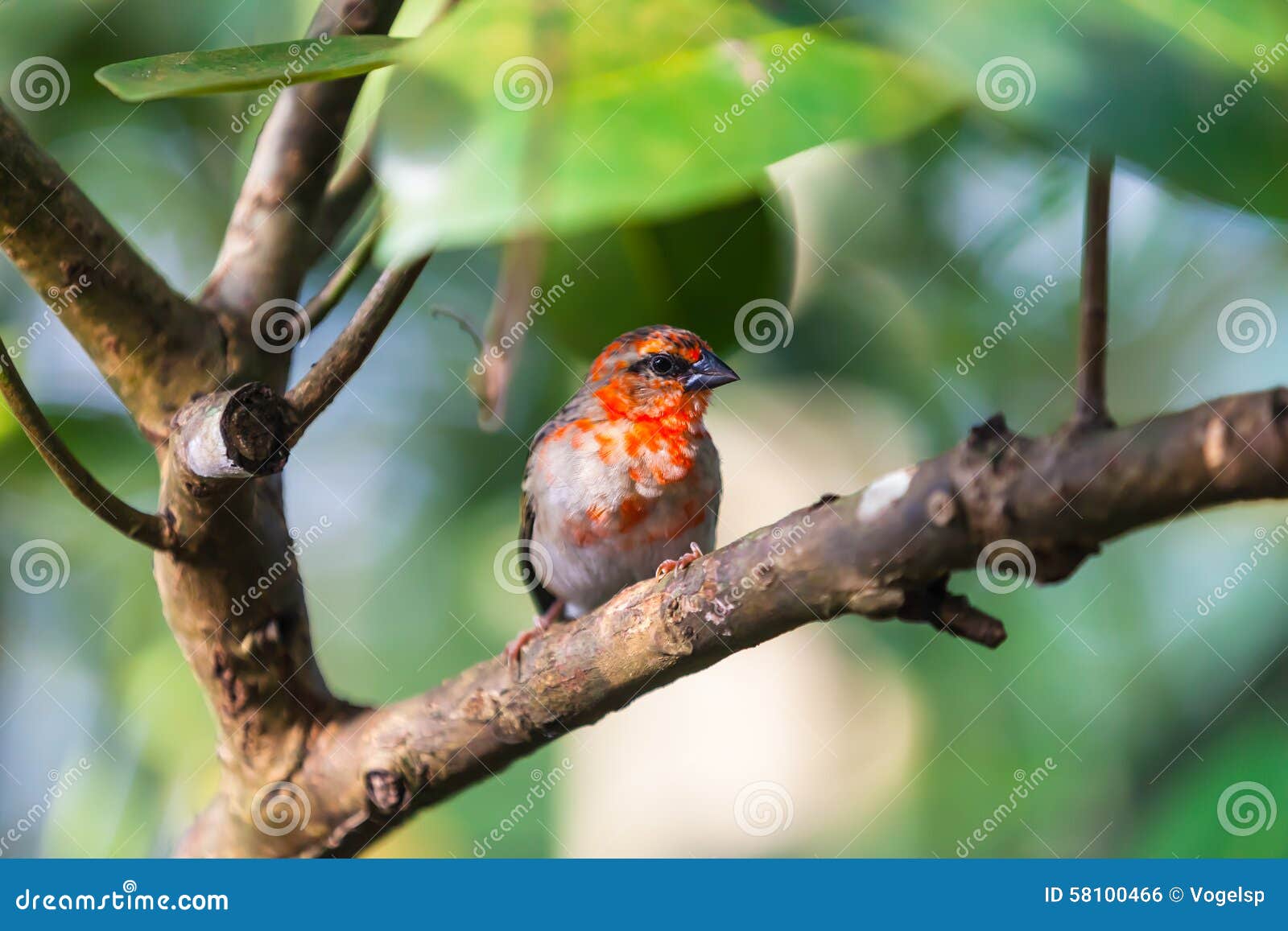 Madagascar Red Fody stock photo. Image of fauna, male - 58100466