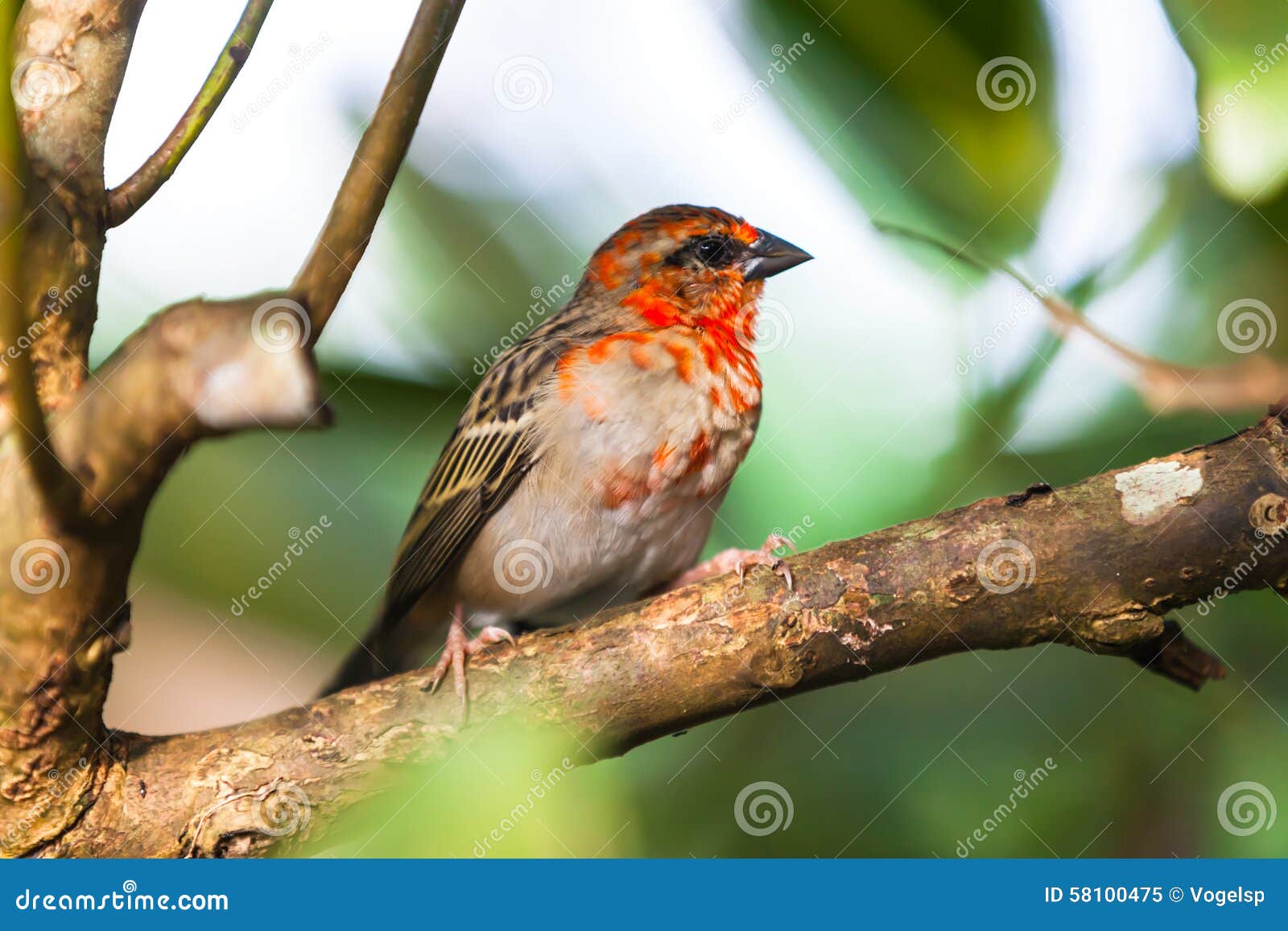 Madagascar Red Fody stock image. Image of common, fauna - 58100475