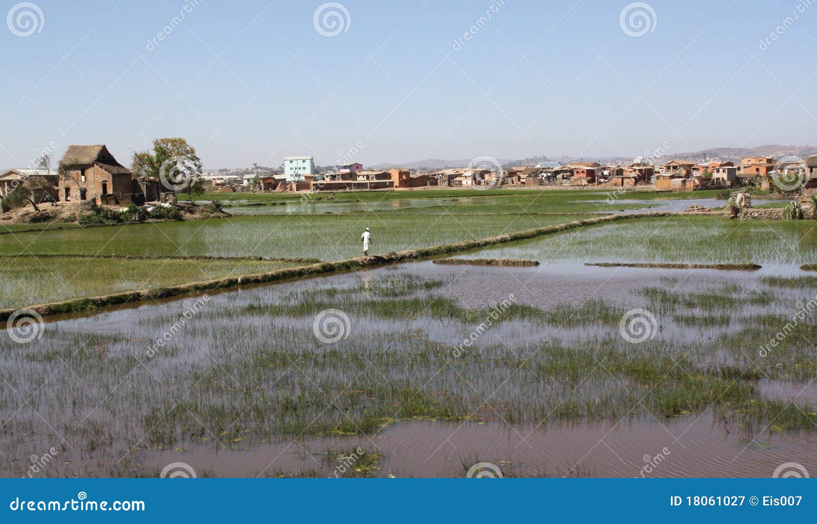 Madagascar Rice Paddy stock image. Image of malagasy - 18061027