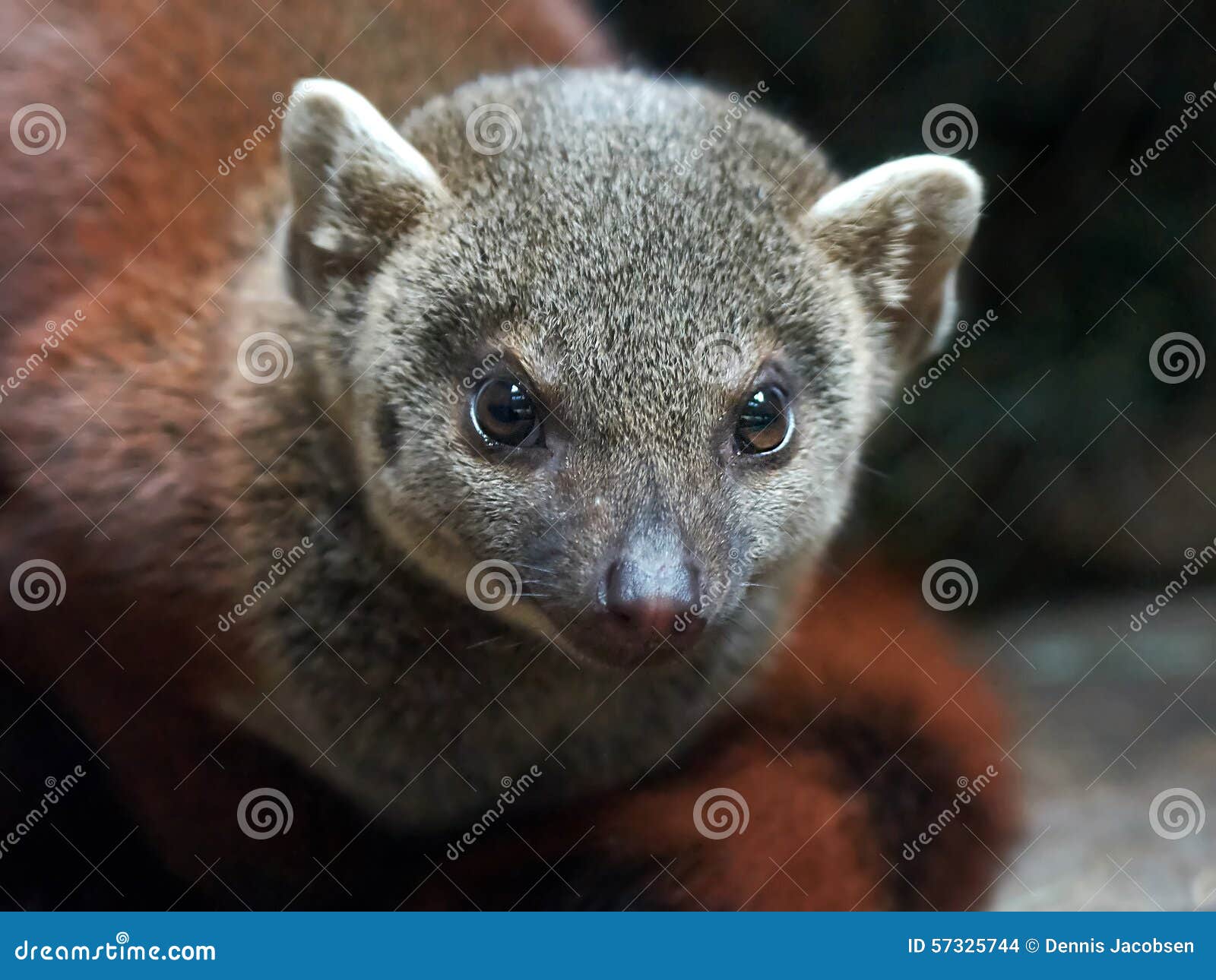 Mongoose Eyes Turn Red