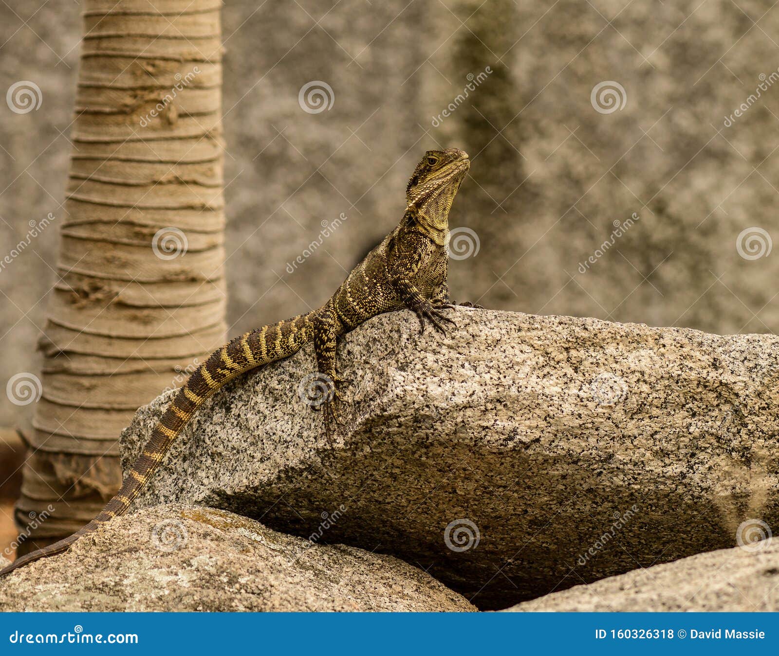 Goanna Sunbakes on Rock stock photo. Image of perentie - 160326318
