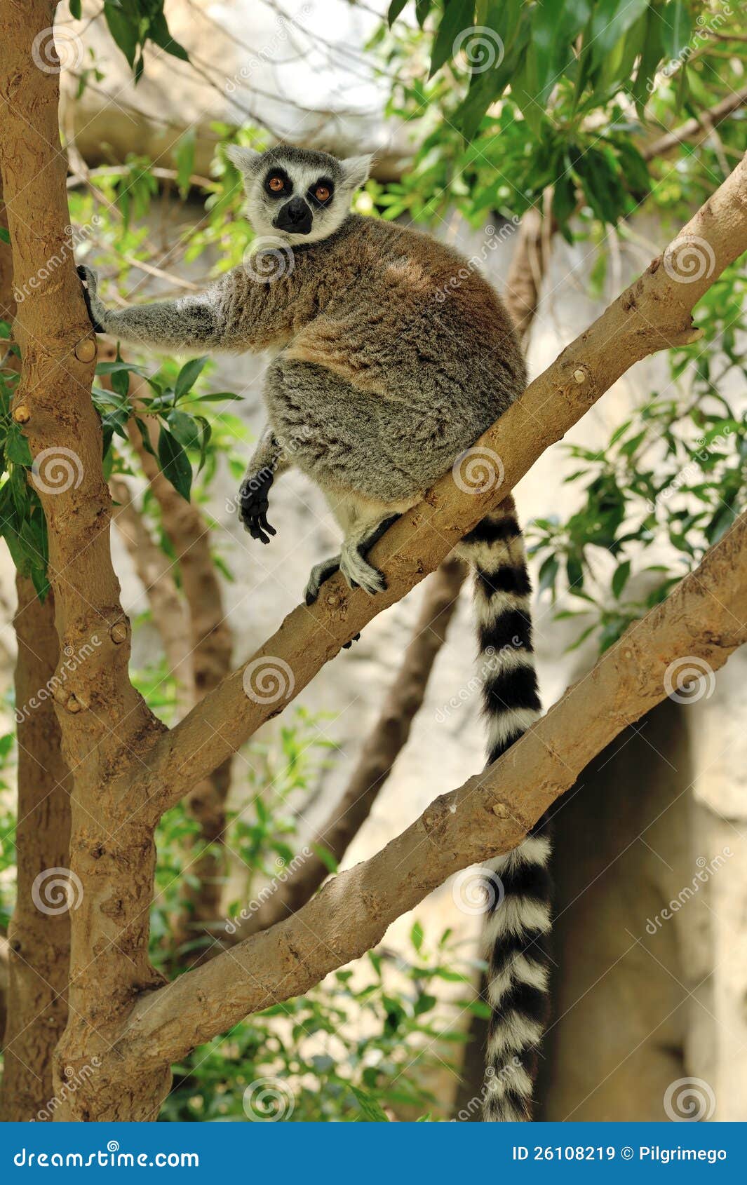 Lemur On The Tree Branch During The Night. Night Lemur In Madagacar ...