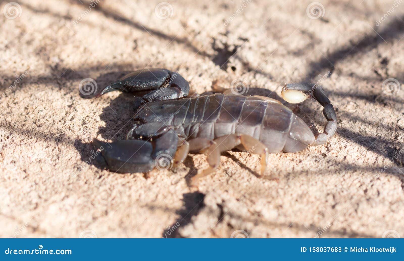 Madagascar Scorpion, Small But Venomous Royalty-Free Stock Photography ...