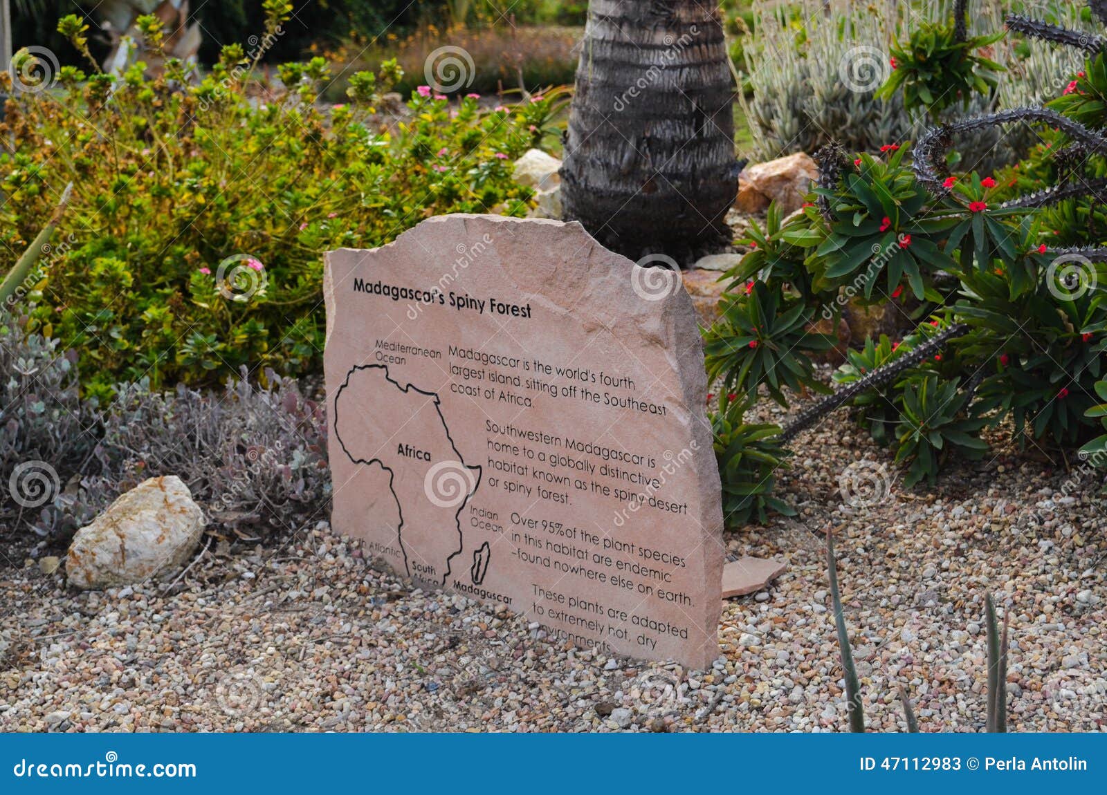 Madagascar Spiny Forest Royalty-Free Stock Photography | CartoonDealer ...