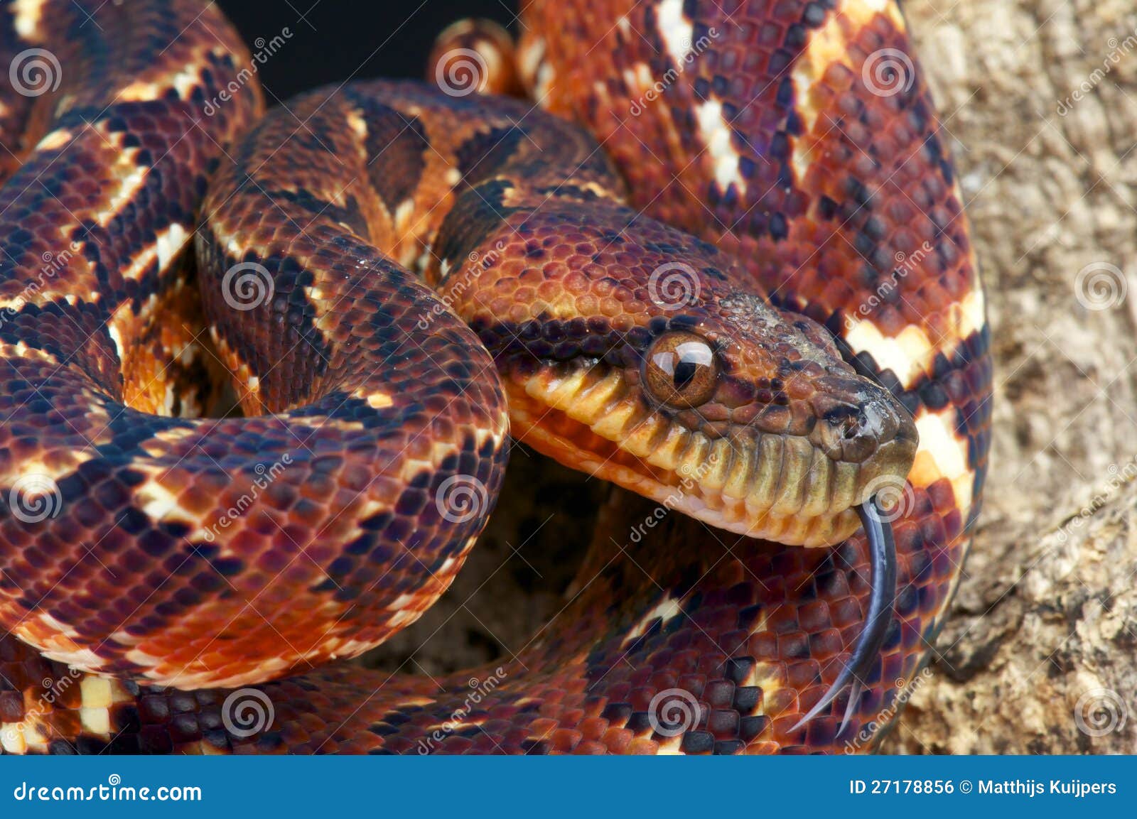 Madagascar Tree Boa stock photo. Image of predator, blue - 27178856