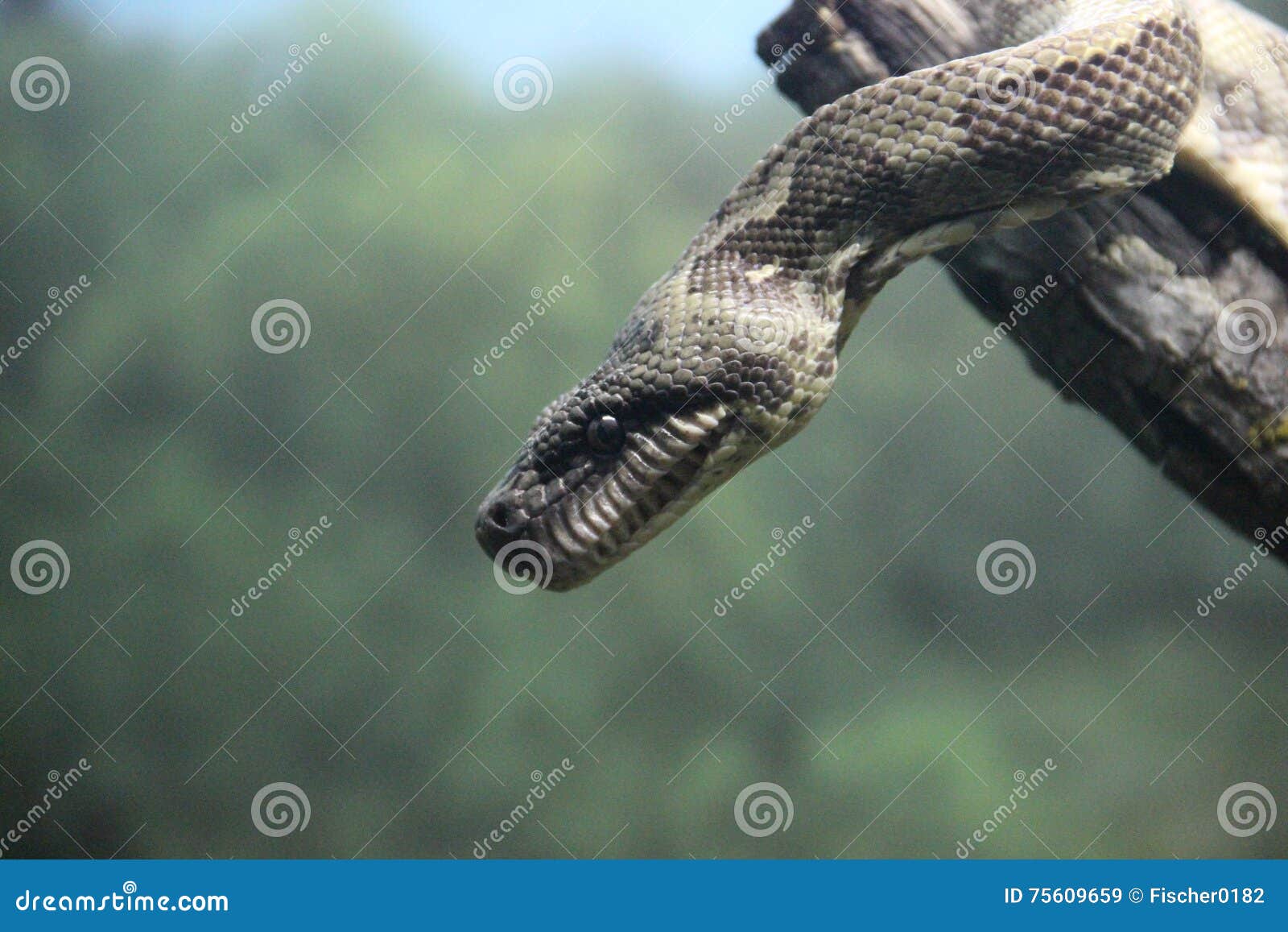 Madagascar Tree Boa, Sanzinia Madagascariensis Stock Image ...