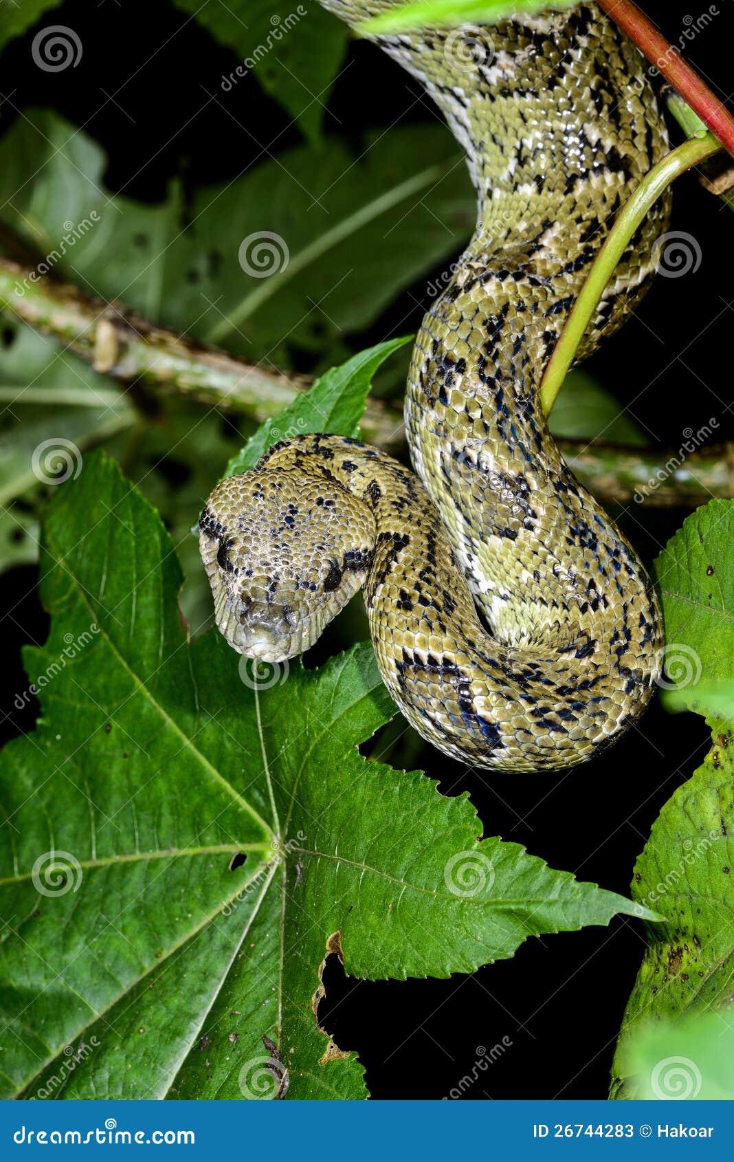 Madagascar Tree Boa, Sanzinia Madagascariensis Royalty-Free Stock Image ...