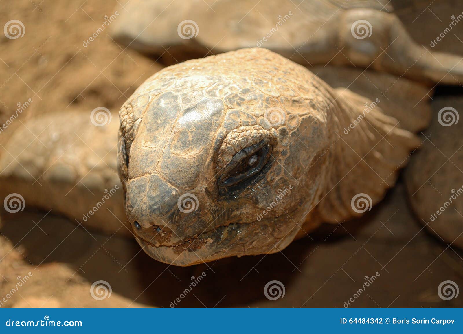 Madagascar turtle stock photo. Image of primal, madagascar - 64484342