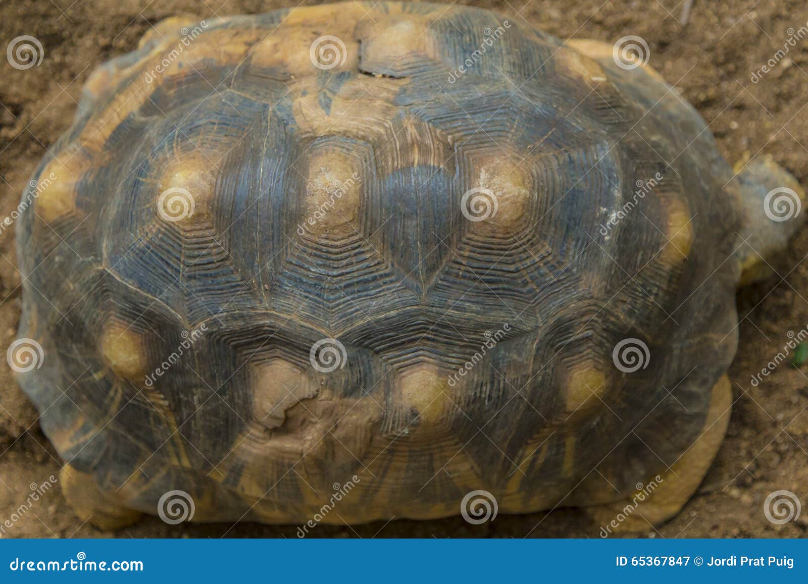 Madagascar Turtle Shell Close Up Stock Image - Image of turtle, reptile ...