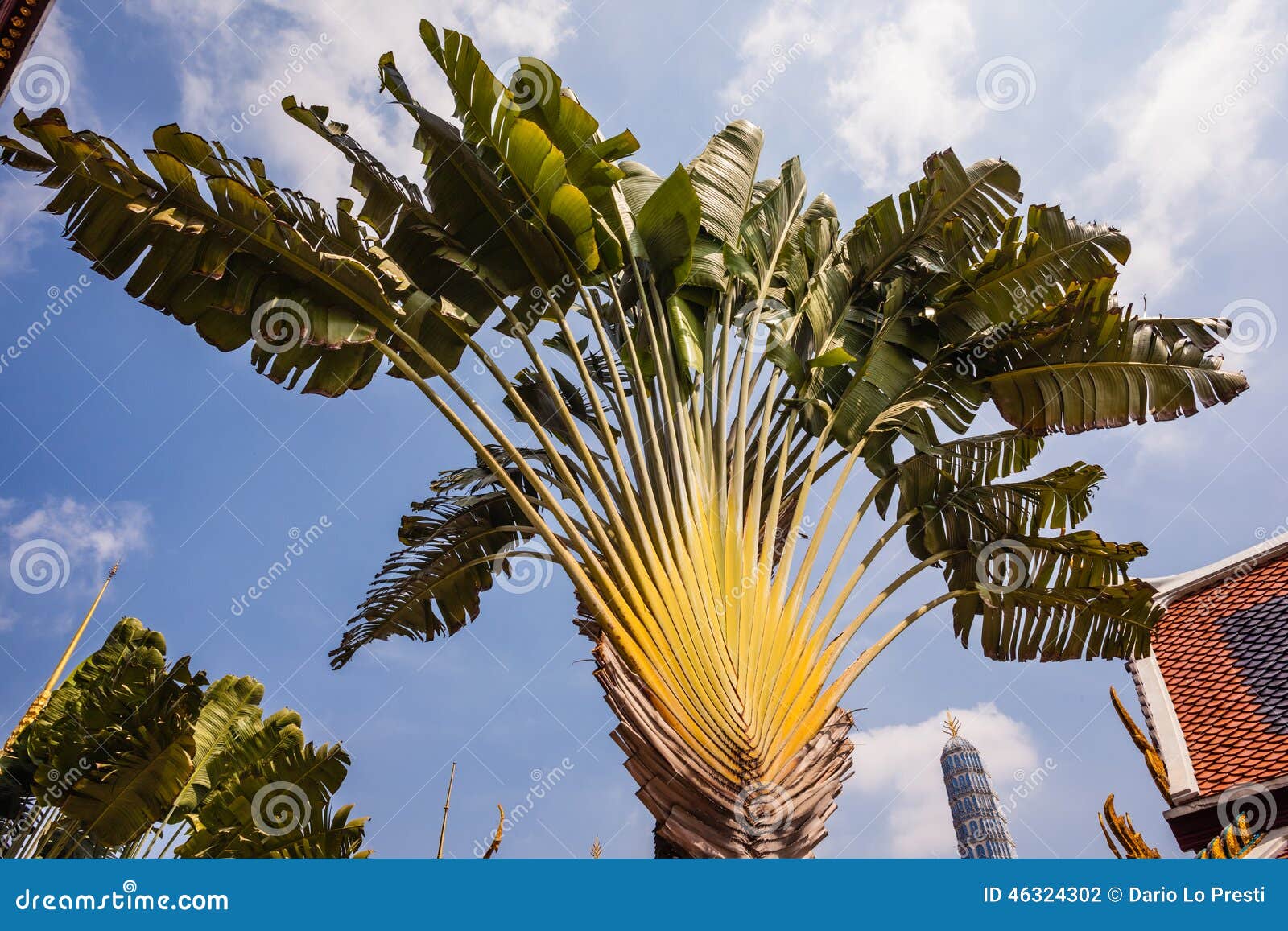 Madagascariensis De Ravenala Foto de archivo - Imagen de selva, cosecha ...