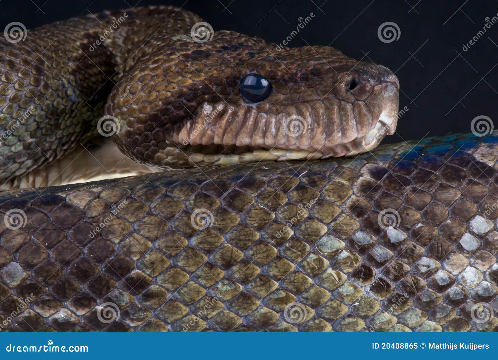 Madagaskar-Baumboa stockbild. Bild von baumartig, erfassen - 20408865