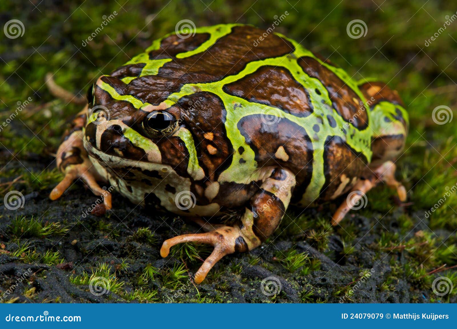 Madagaskar-Regenfrosch stockbild. Bild von braun, getarnt - 24079079