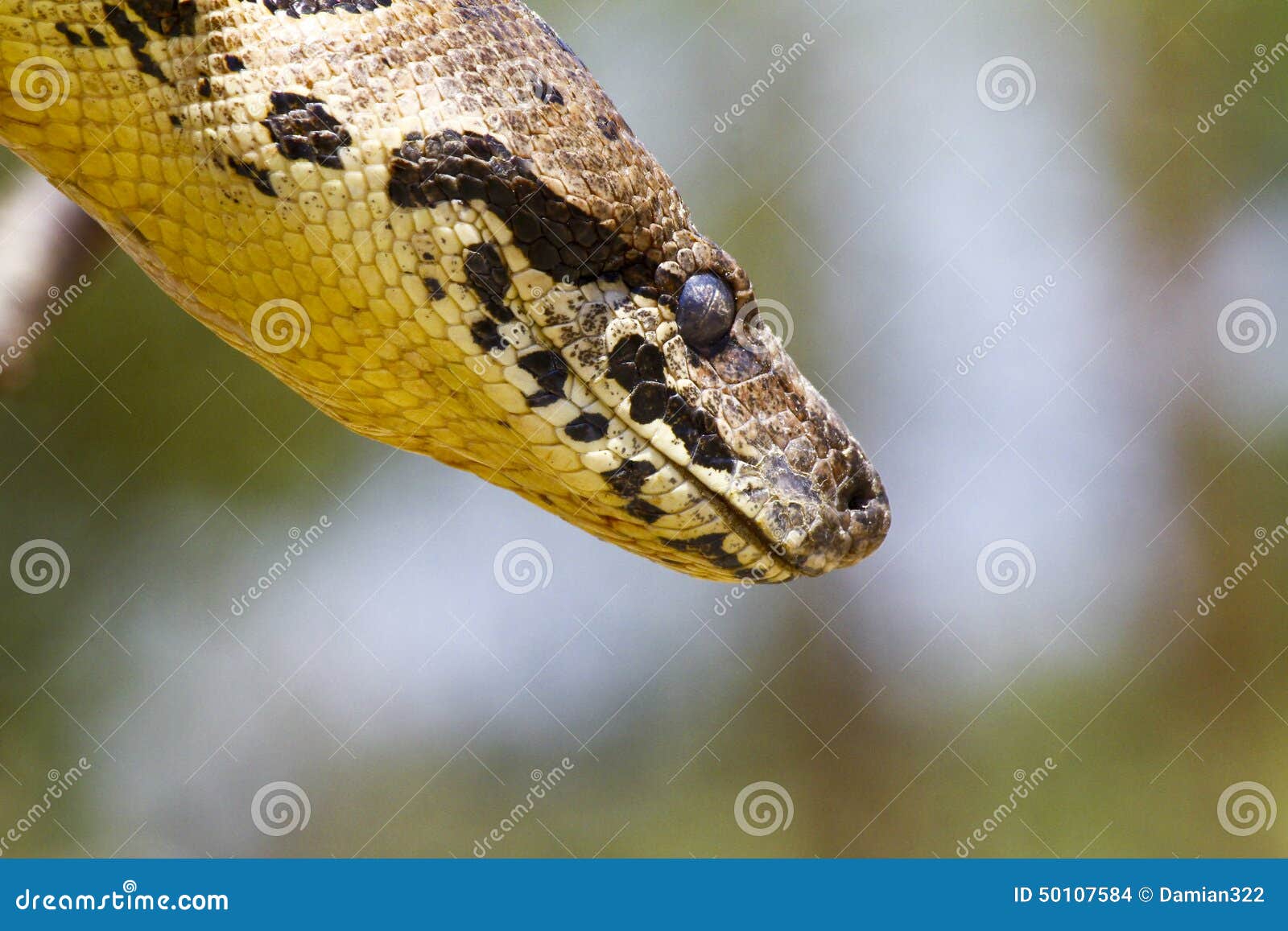 Madagassische Oder Madagaskar-Baum-Boa Stockfoto - Bild von madagaskar ...