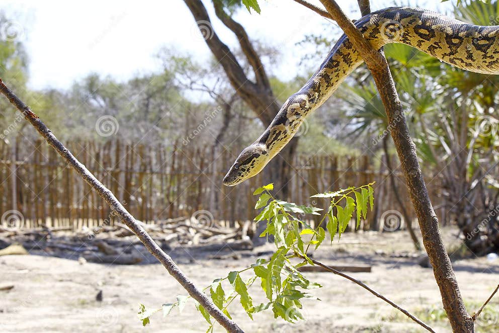 Madagassische Oder Madagaskar-Baum-Boa (Boa Manditra Oder Sanzinia ...