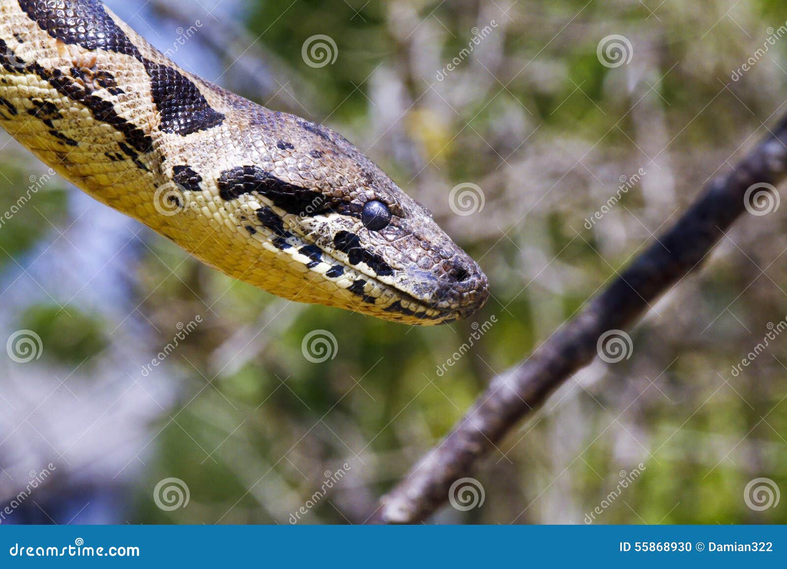 Madagassische Oder Madagaskar-Baum-Boa (Boa Manditra Oder Sanzinia ...