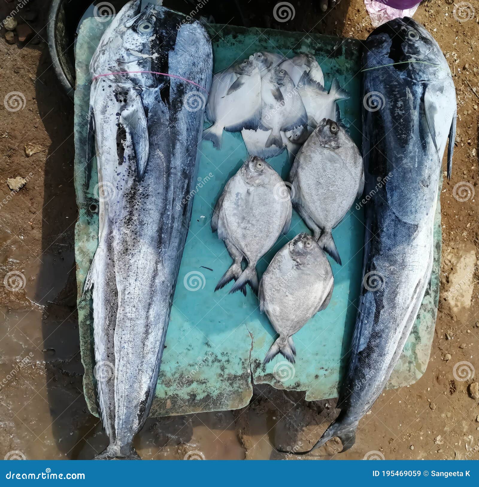 Madaka Stock Photos - Free & Royalty-Free Stock Photos from Dreamstime