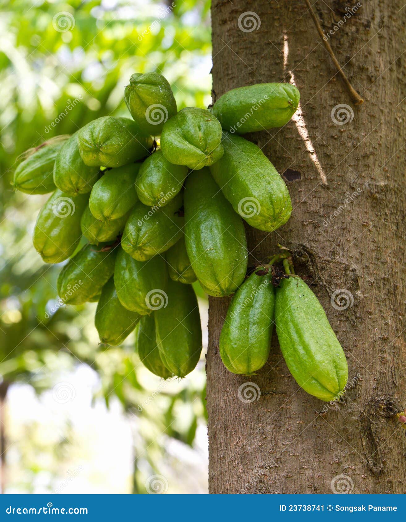 Madan Tropical Fruit Thai Herb Stock Image - Image of healthy, madan ...