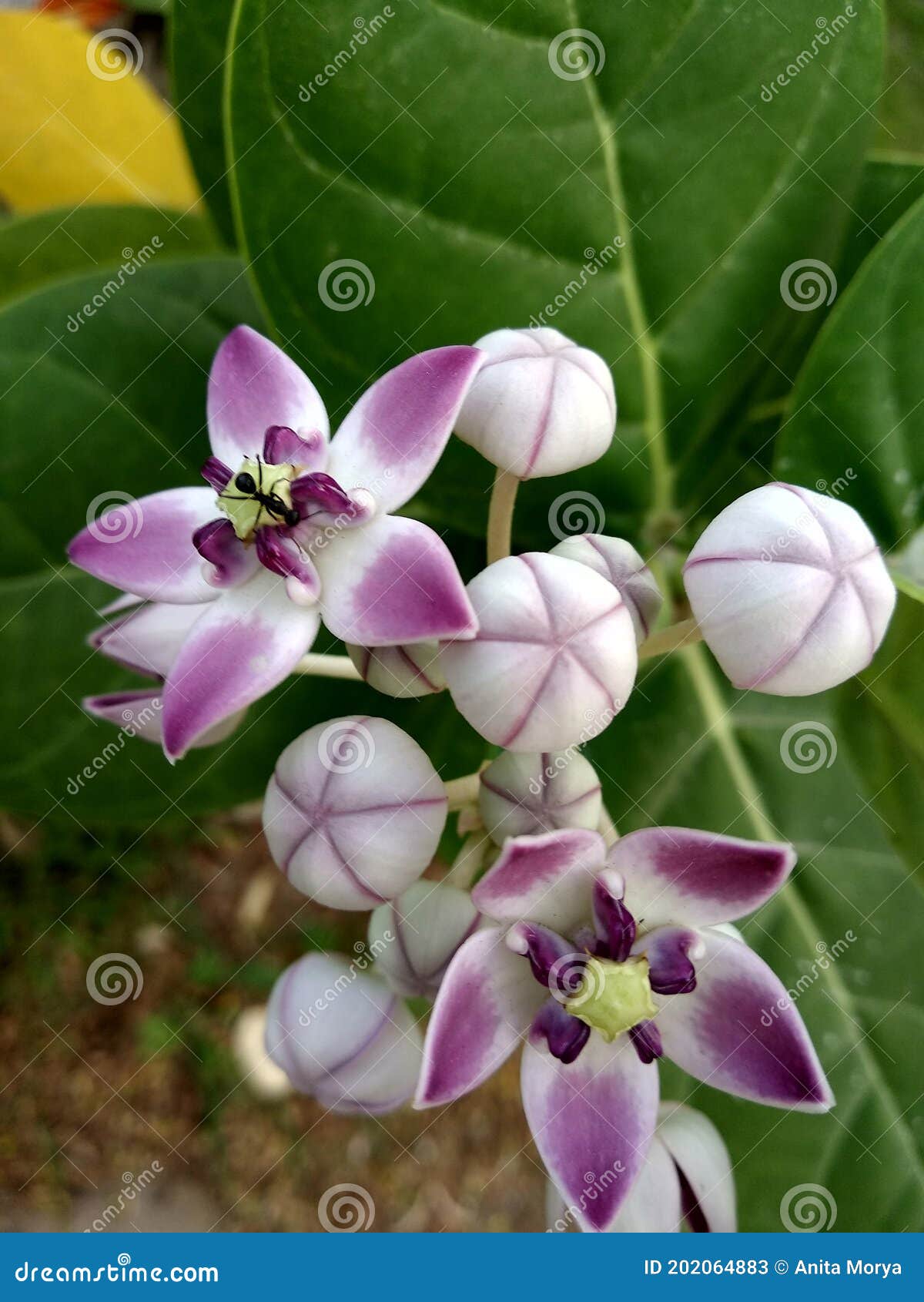 Madar or Crown Flower and Leaves Stock Image - Image of calotropis ...