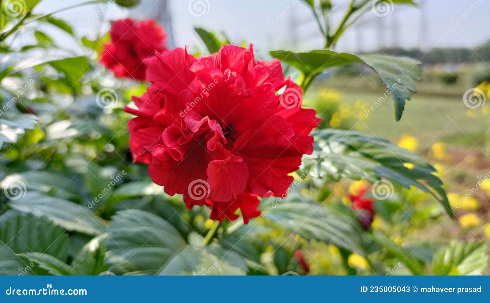 Madar Flower Natural Walpaper Image Stock Image - Image of leaf, petal ...