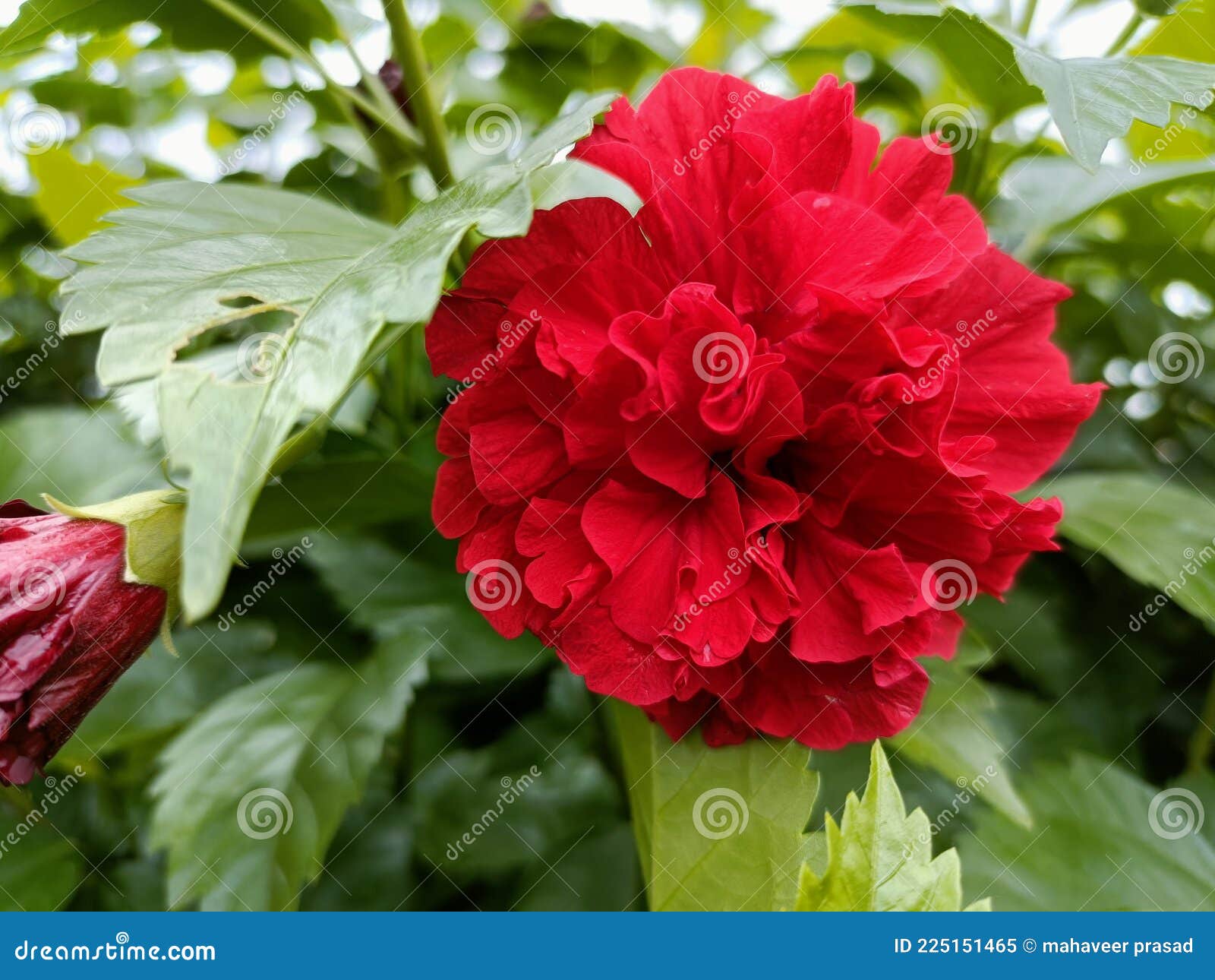 Madar full Flower stock image. Image of full, natural - 225151465