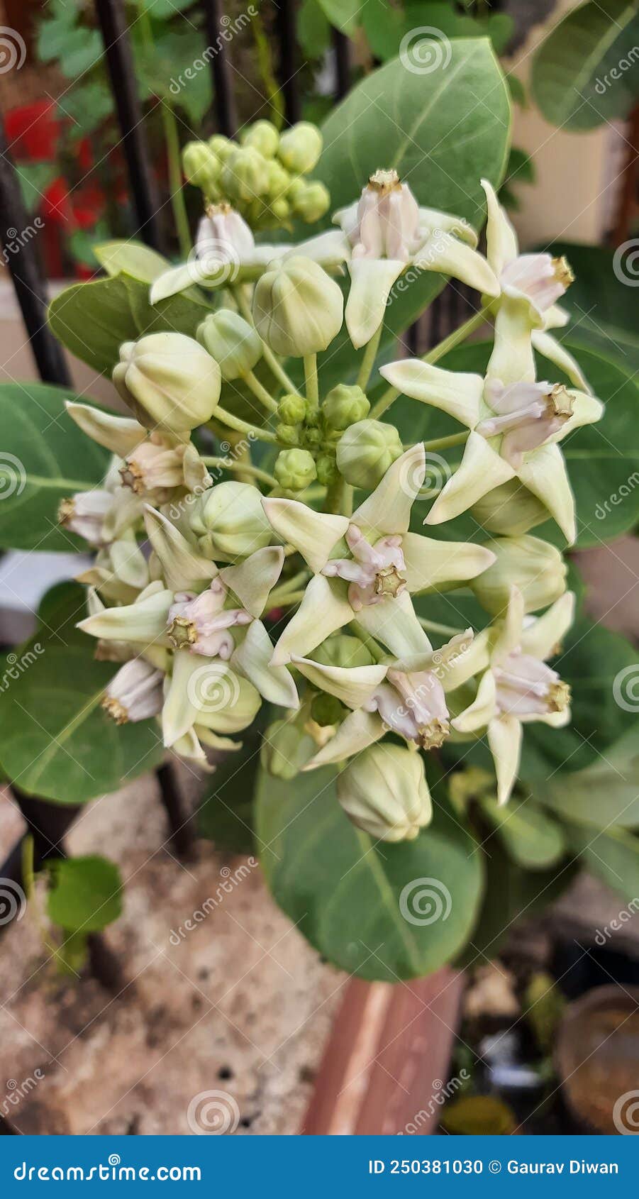 Madar Plant, Aak Plant Shiva Stock Photo | CartoonDealer.com #250381020