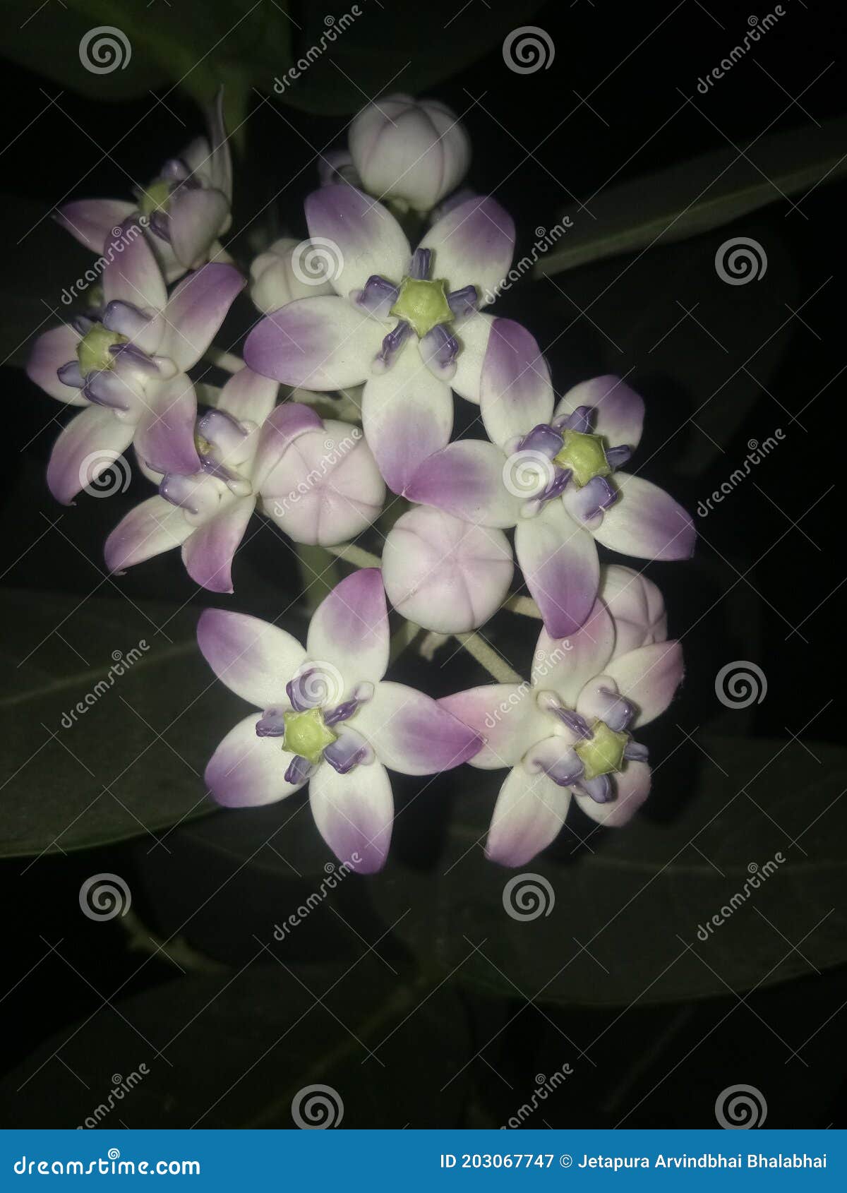 Madar Plant and White Flower Stock Image - Image of madar, beauty ...