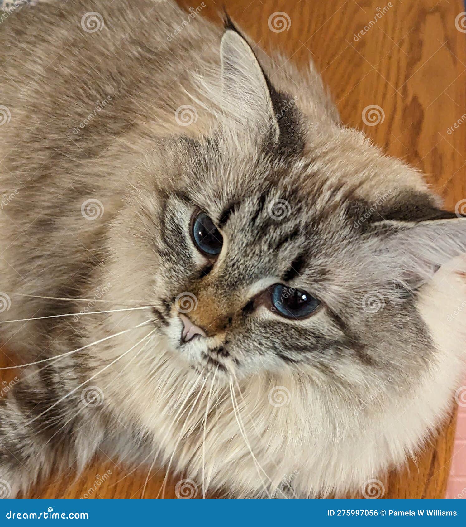 Maddie - the Neva Masquerade Cat Stock Photo - Image of masquerade ...