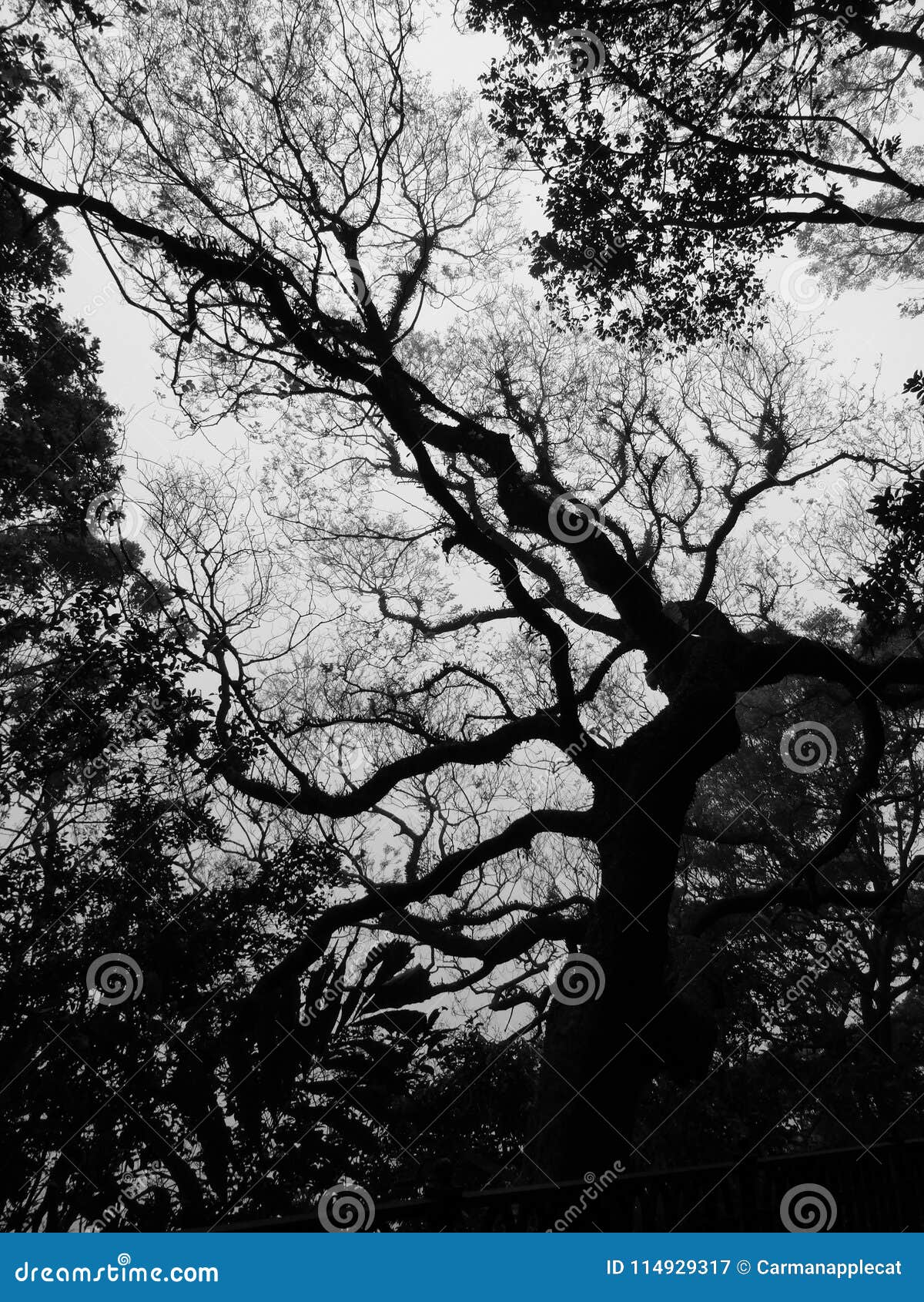 Moody trees stock image. Image of leaves, branches, black - 114929317