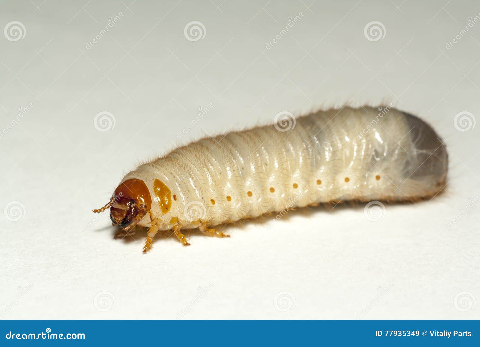 Made van chafer stock afbeelding. Image of wild, jong - 77935349