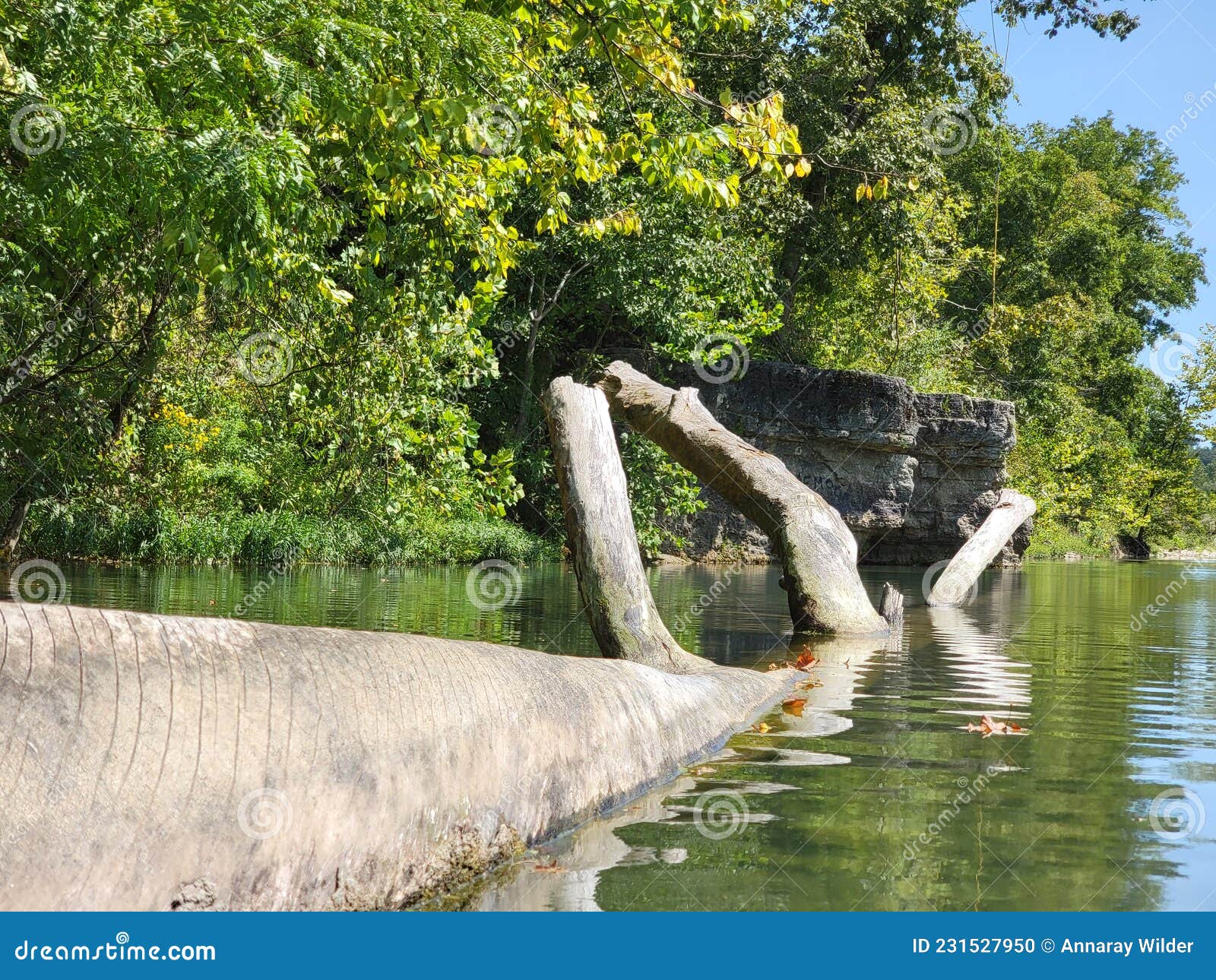 Made you look stock photo. Image of wildlife, leaf, nature - 231527950