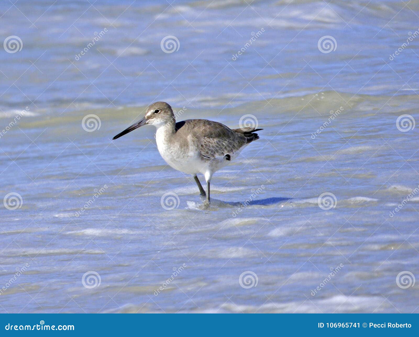 Florida, Madeira Beach, a Snipe Seeks Food on the Seashore Stock Image ...