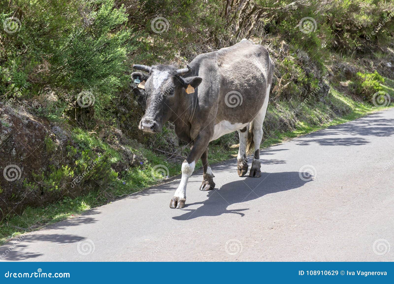 Madeira Cow Walking Down on the Road Stock Image - Image of island ...