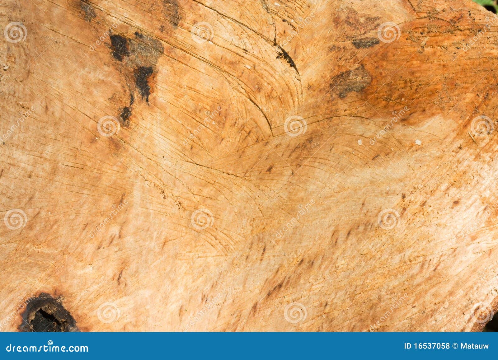 Madeira de faia foto de stock. Imagem de europeu, textura - 16537058