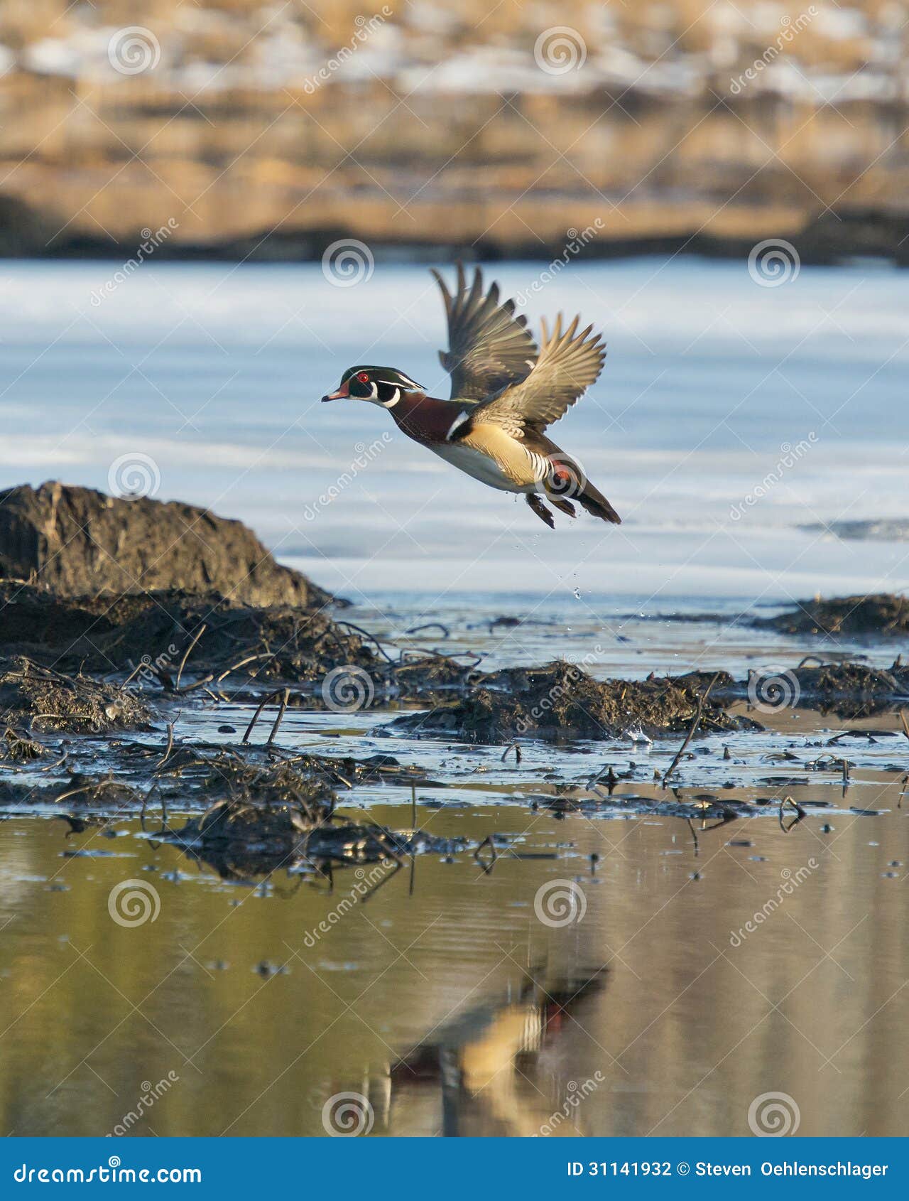 Madeira Duck Drake do voo foto de stock. Imagem de pato - 31141932