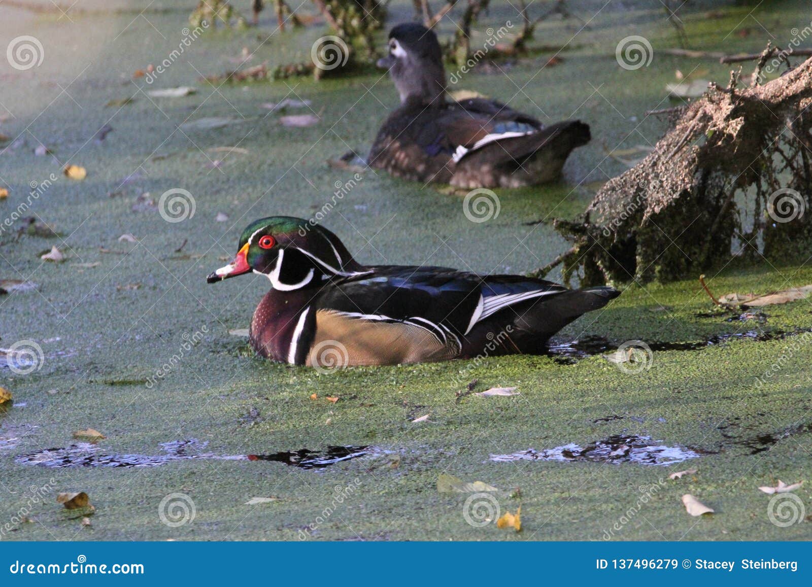 Madeira Duck Drake Side View Imagem de Stock - Imagem de verde, patos ...