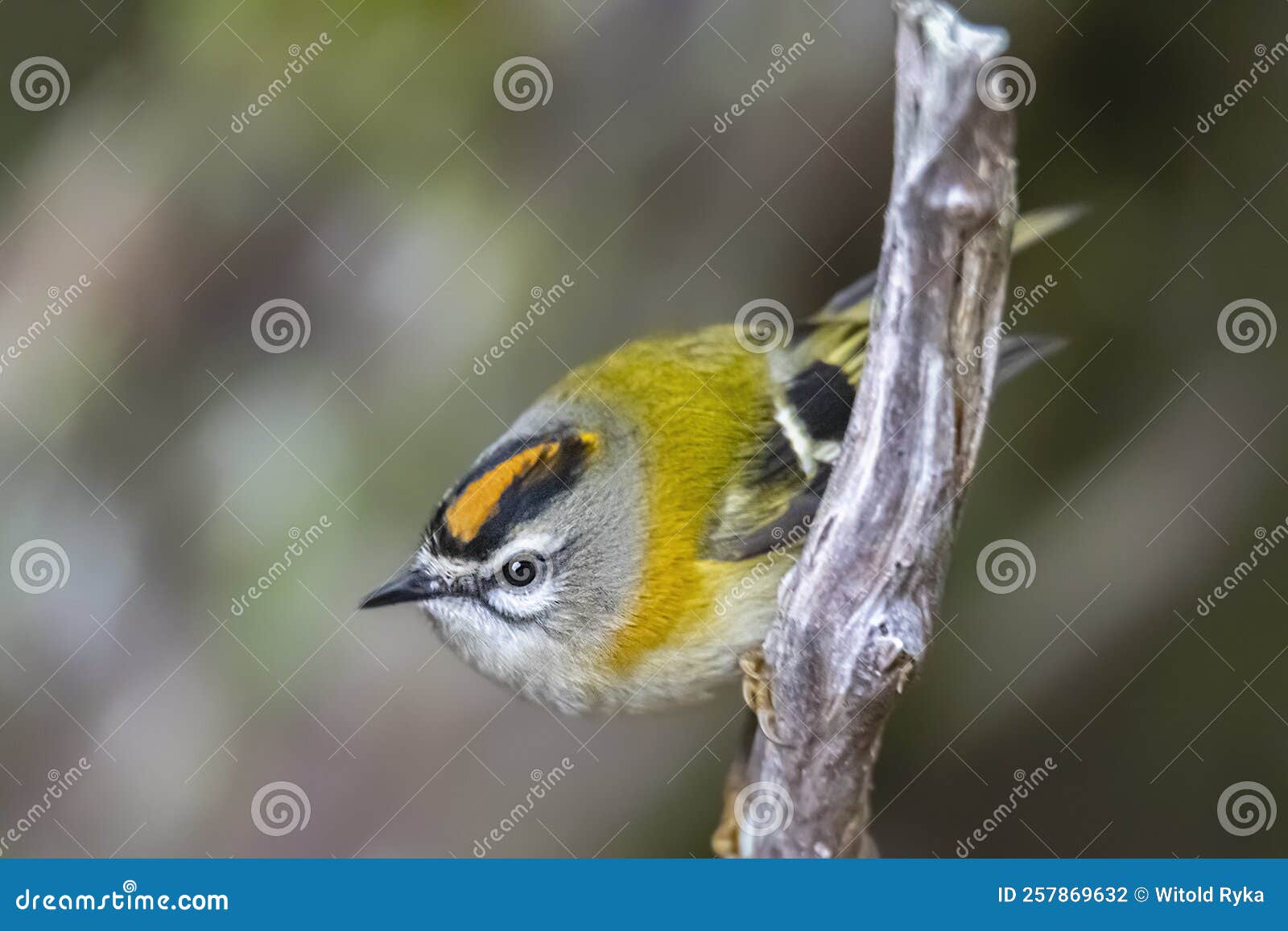 Madeira firecrest, Madeira stock photo. Image of madeirensis - 257869632