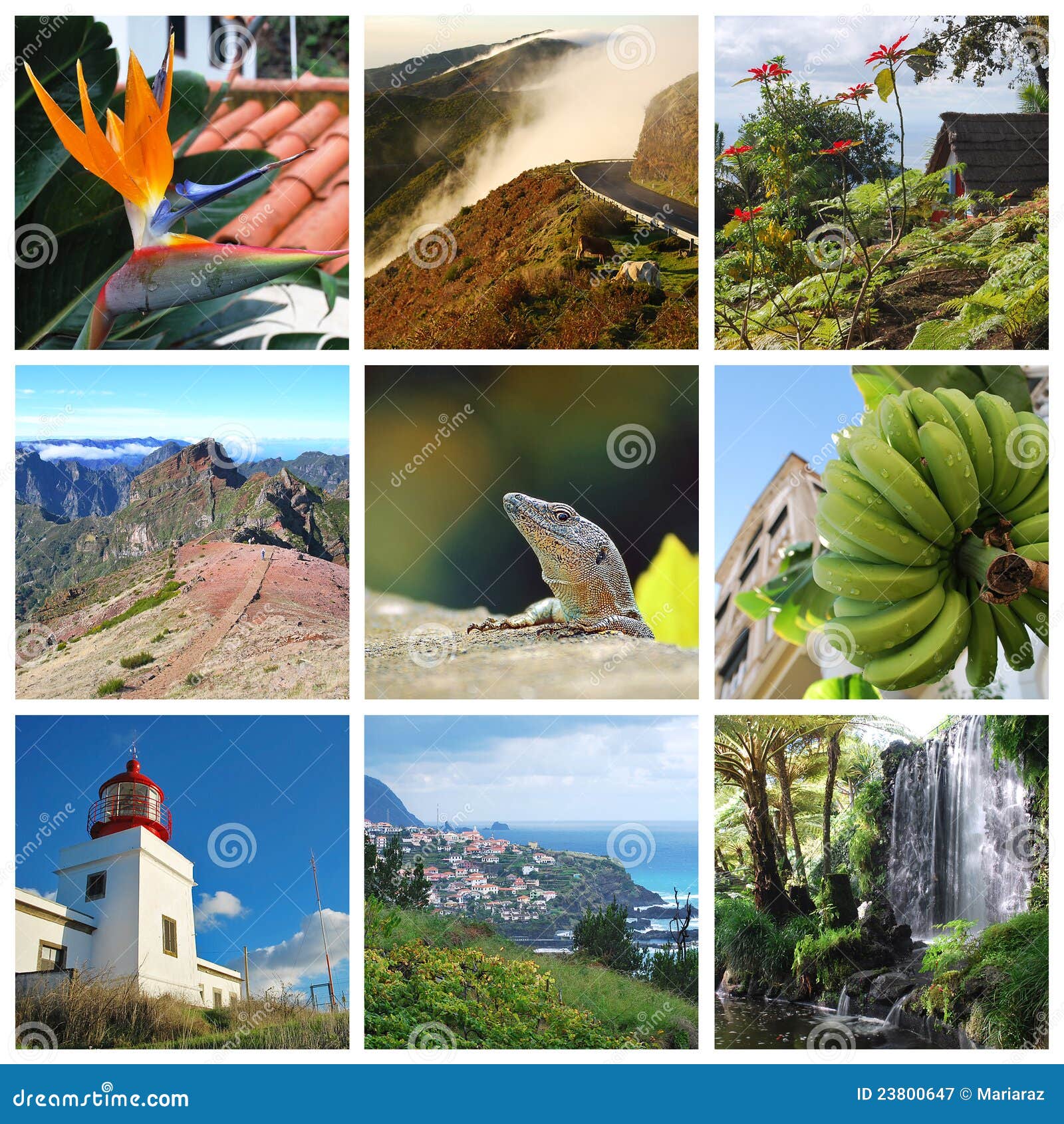 Madeira island collage stock image. Image of holiday - 23800647