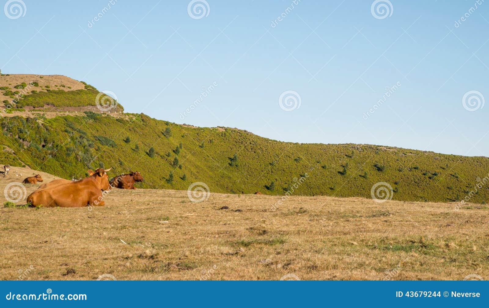 Madeira landscape and cows stock photo. Image of landscape - 43679244