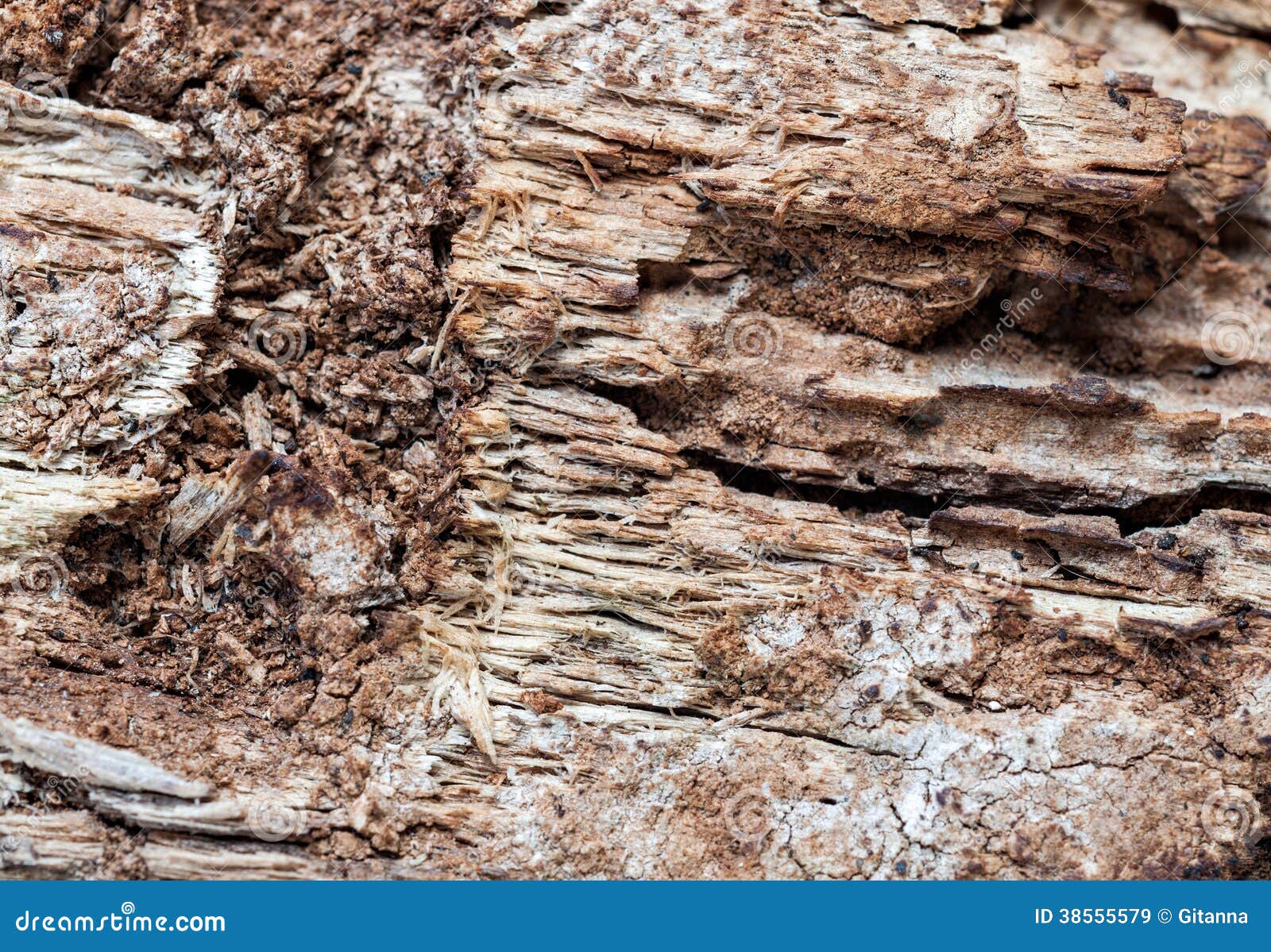 Madeira podre imagem de stock. Imagem de naughty, prancha - 38555579